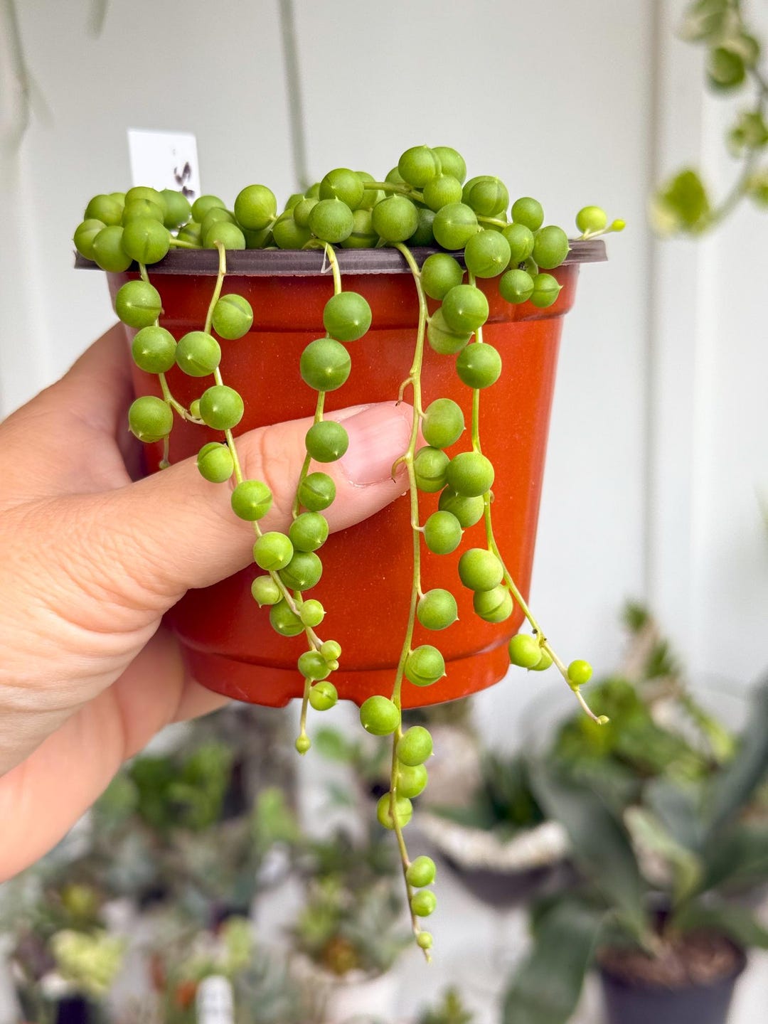 String of Pearls, Senecio Rowleyanus, String of Beads, Plant Cuttings ...