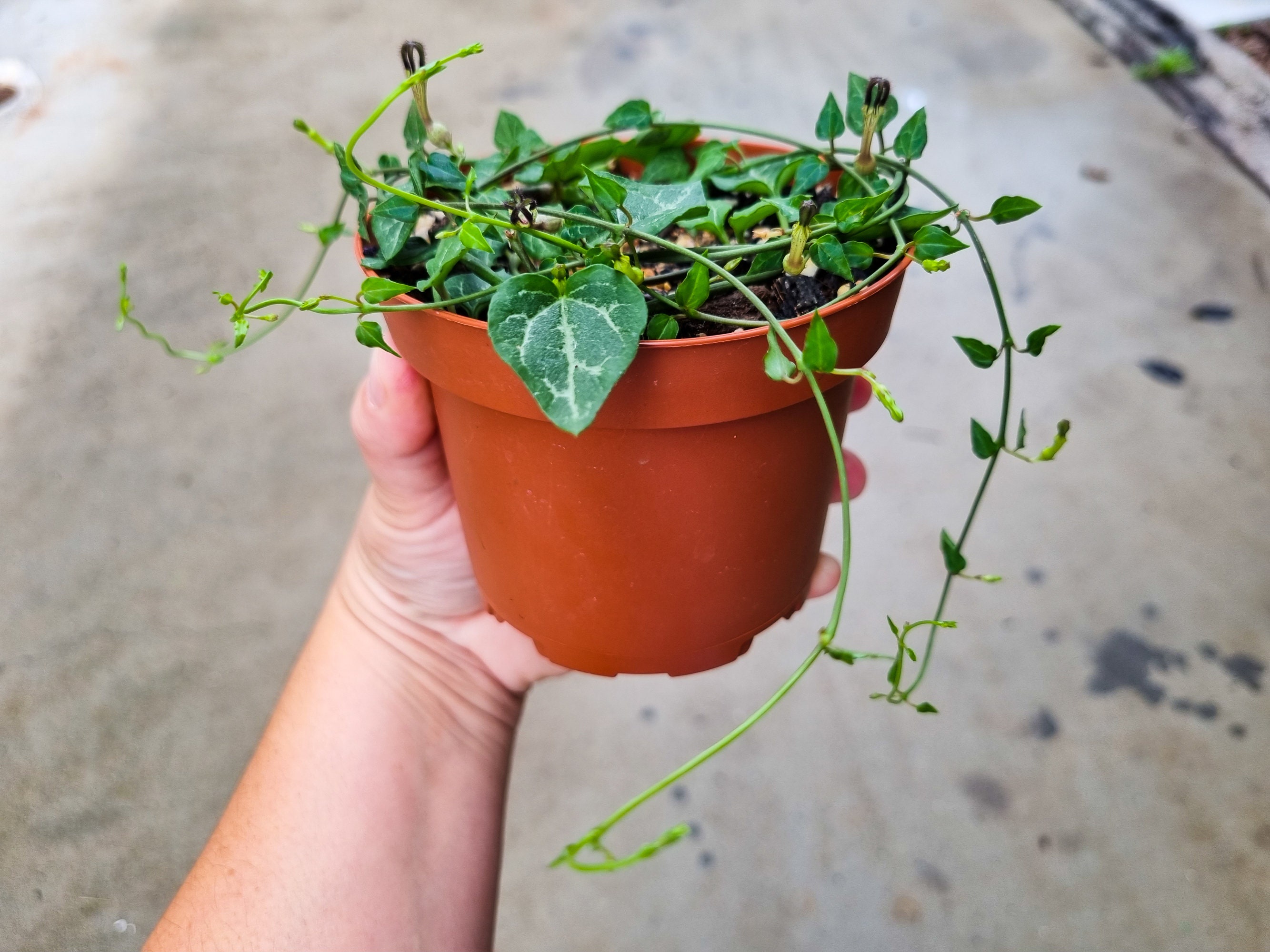 Chain of Spades, Ceropegia Linearis Woodii, String of Spades Plant ...