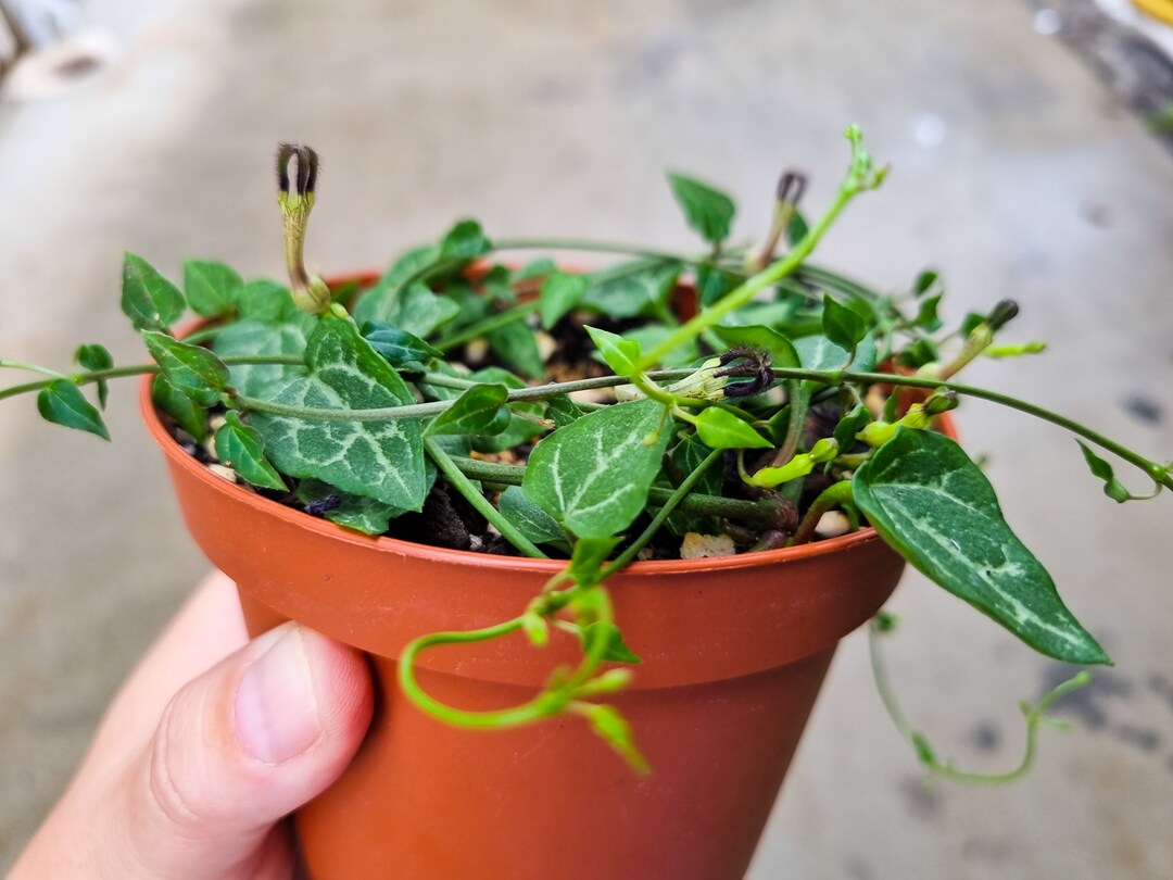 Chain of Spades, Ceropegia Linearis Woodii, String of Spades Plant ...