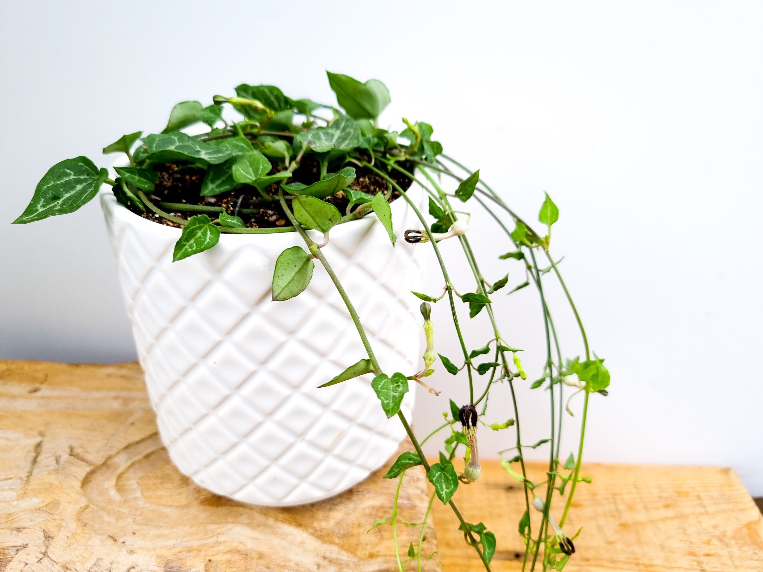 Chain of Spades, Ceropegia Linearis Woodii, String of Spades Plant ...