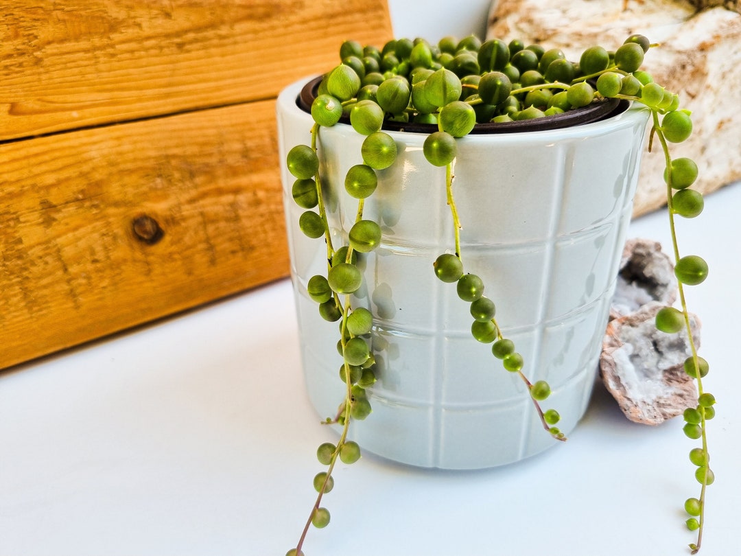 String of Pearls, Senecio Rowleyanus, String of Beads, Plant Cuttings ...
