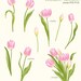 Spring Tulip Clipart. Pink Tulip Flowers Clipart. Wedding Clipart ...