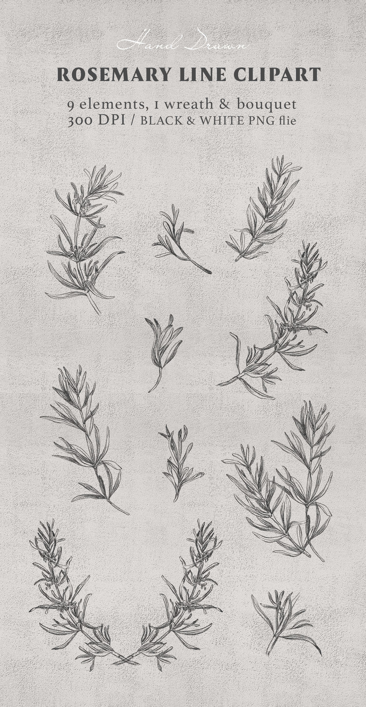 Rosemary Line Art, Herb Clipart, Herb Sublimation Png, Botanical Line ...