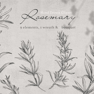 Rosemary Line Art Clipart, Hand Drawn Botanical PNG (digital Download ...