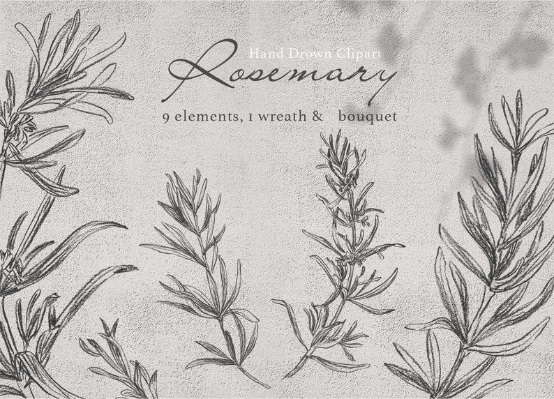 Rosemary Line Art Clipart, Hand Drawn Botanical PNG (digital Download ...