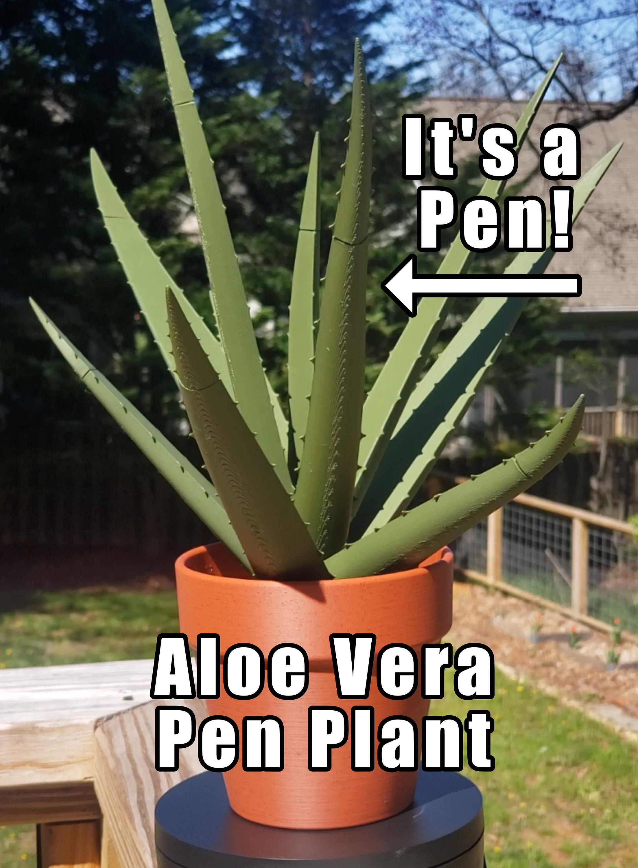 Aloe Vera Pen Plant - Etsy
