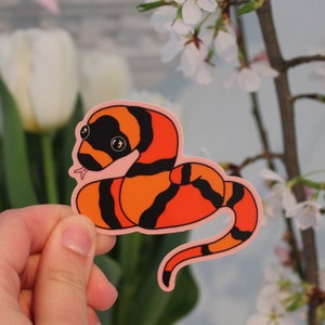Cute Derpy Honduran Milk Snake Vinyl Sticker - Etsy