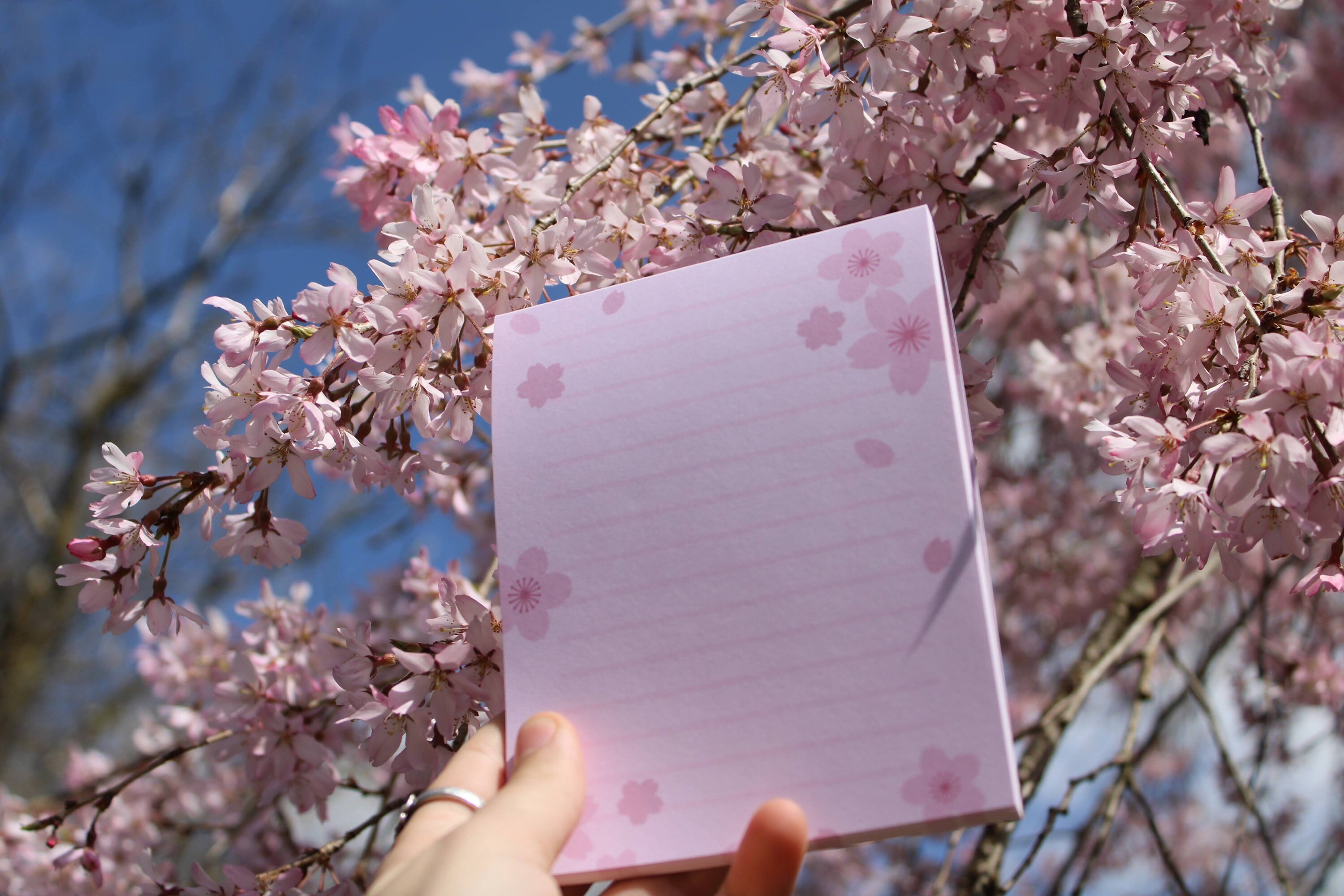 Cherry Blossom Notepad /sakura Memo Pad - Etsy