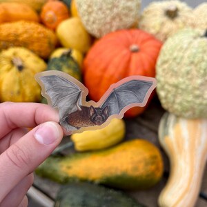 Bat Clear Vinyl Sticker - Etsy