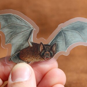 Bat Clear Vinyl Sticker - Etsy
