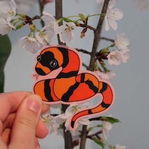 Cute Derpy Honduran Milk Snake Vinyl Sticker - Etsy