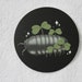 Isopod Vinyl Sticker /rolly Polly / Pill Bug - Etsy