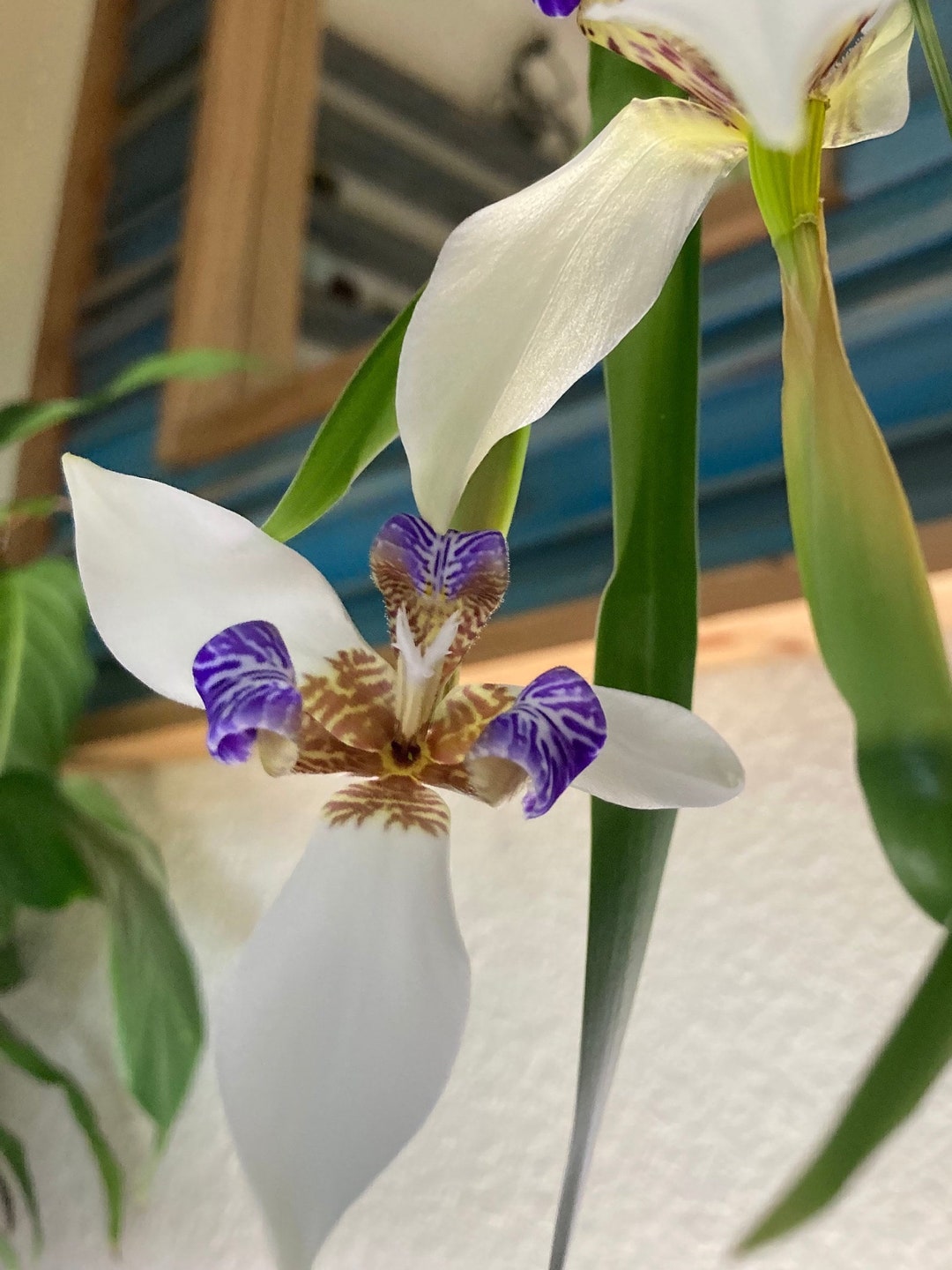 Walking Iris / Apostle Plant / poor Mans Orchid - Etsy