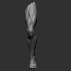3D Realistic Male Legs Procreate 3D Procreate Stamps Procreate Model 3D ...