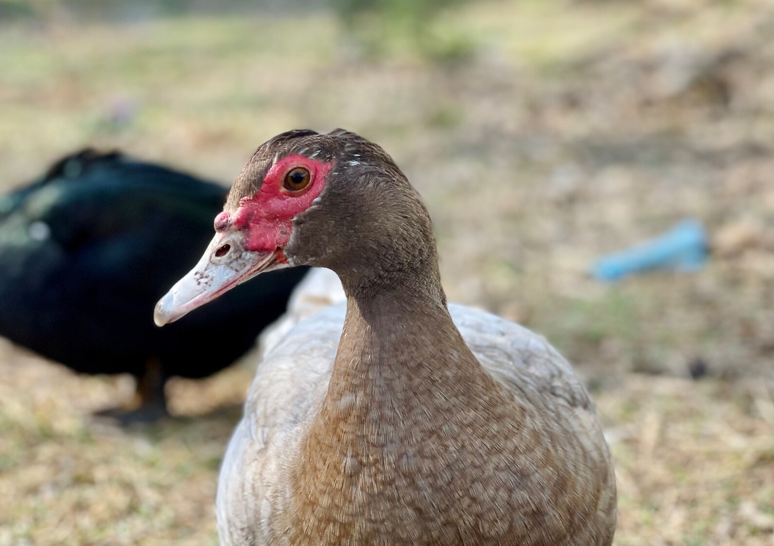 For the Duck Lover; the Elegant Lilac Muscovy Hen - Etsy