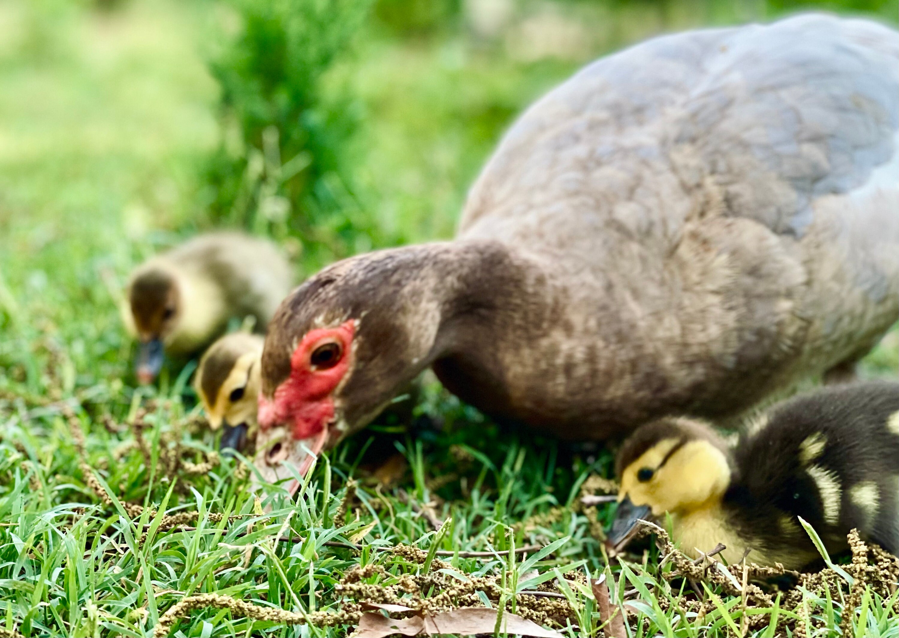 Duck Lover Unite Over These ADORABLE Ducklings and Mama Lilac Muscovy ...