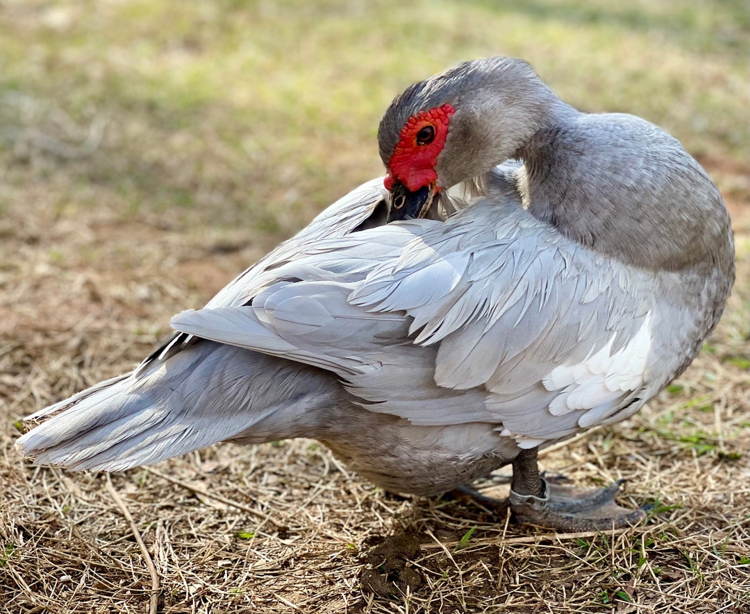 Gift for the Duck Lover; Muscovy Duck: Fine Art Photographs of This ...