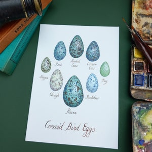 Corvid Bird Eggs Print, Fine Art Print of Crow Birds Eggs, Water Colour ...