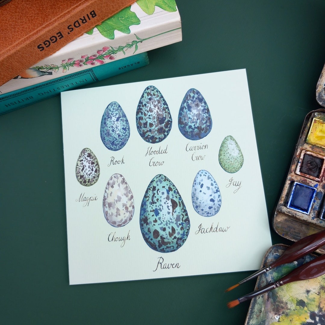 Corvid Bird Eggs Greetings Card: Natural History Ornithology Art - Etsy UK