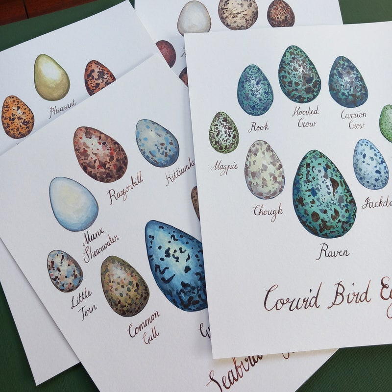 Bird Eggs Chart - Etsy
