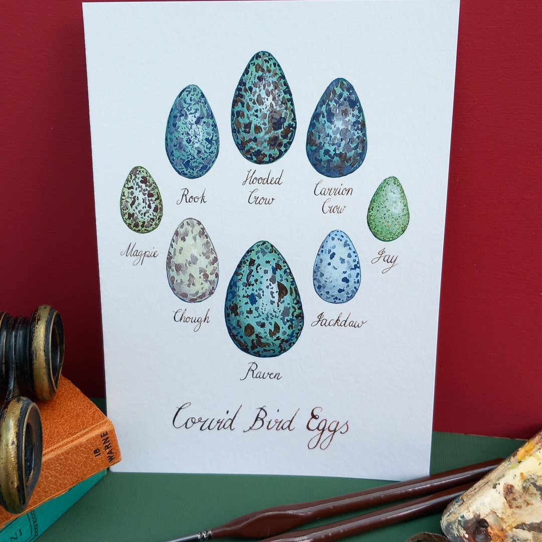 Corvid Bird Eggs Print, Fine Art Print of Crow Birds Eggs, Water Colour ...
