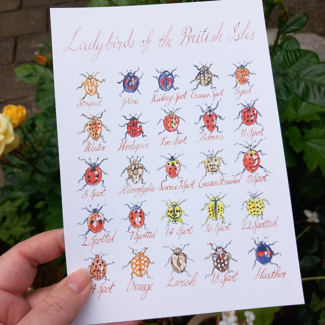 Ladybird Print, Ladybug Art, Chart of British Ladybirds, Watercolour ...