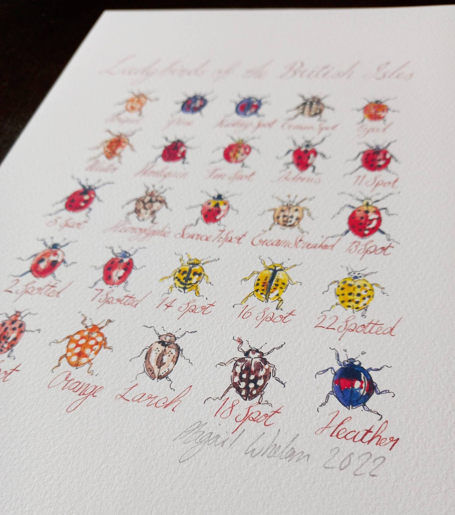 Ladybird Print, Ladybug Art, Chart of British Ladybirds, Watercolour ...