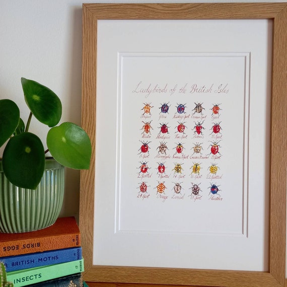 Ladybird Print Ladybug Art Chart of British Ladybirds - Etsy
