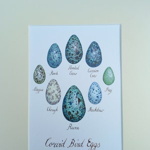 Corvid Bird Eggs Print, Fine Art Print of Crow Birds Eggs, Water Colour ...