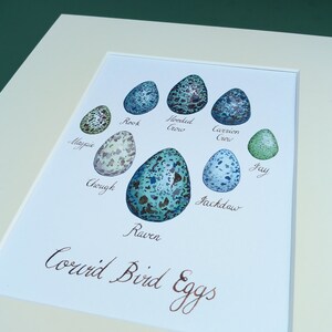 Corvid Bird Eggs Print, Fine Art Print of Crow Birds Eggs, Water Colour ...