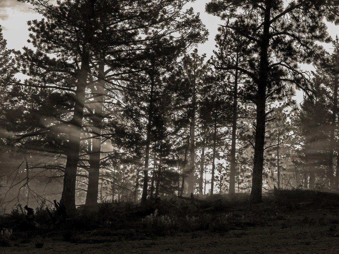 Dusty Trees, Landscape Photo Prints, Black and White Photography, Black ...
