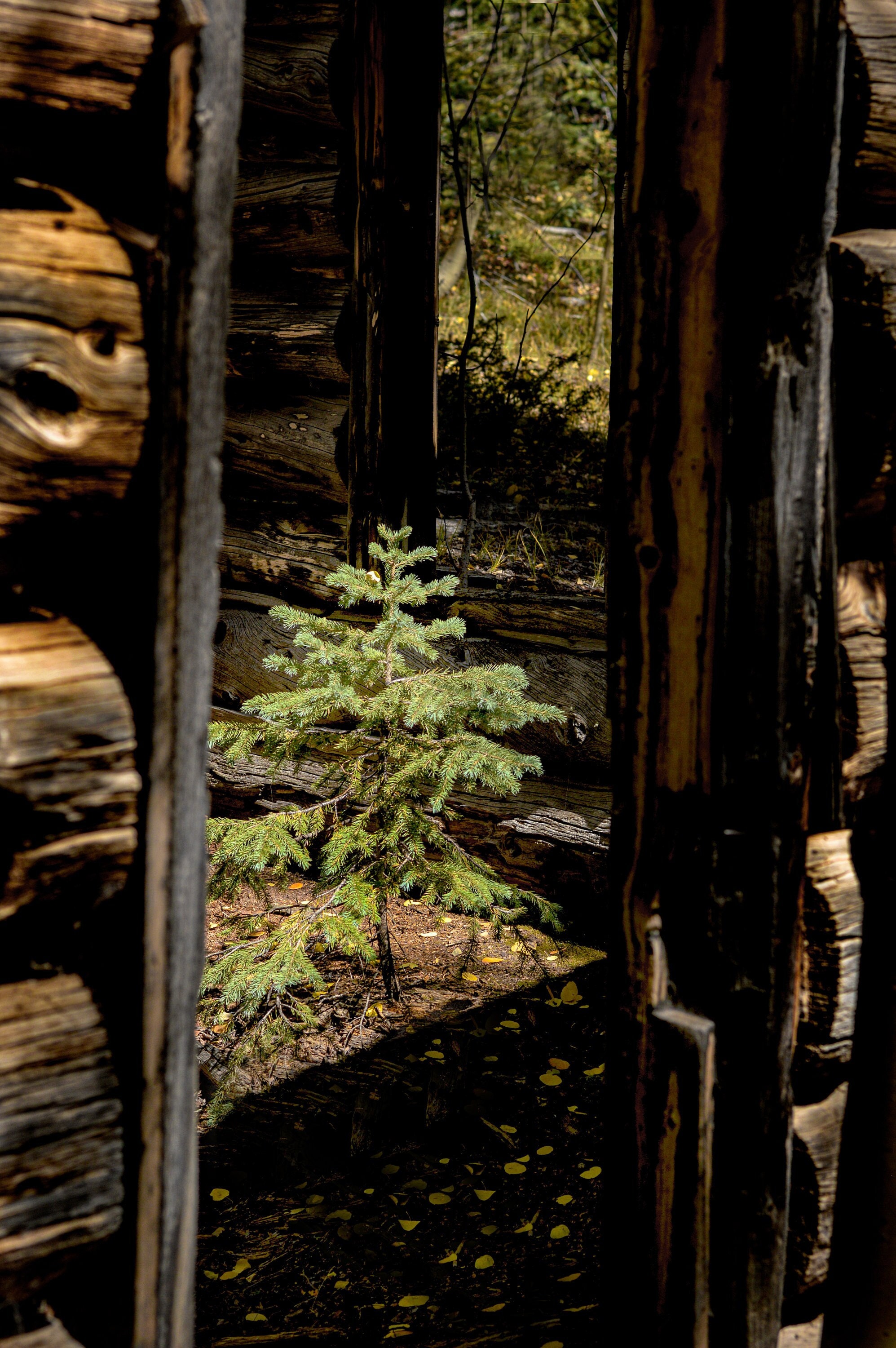 Pine Tree Inside Old Cabin, Nature Photography, Mountain Prints ...