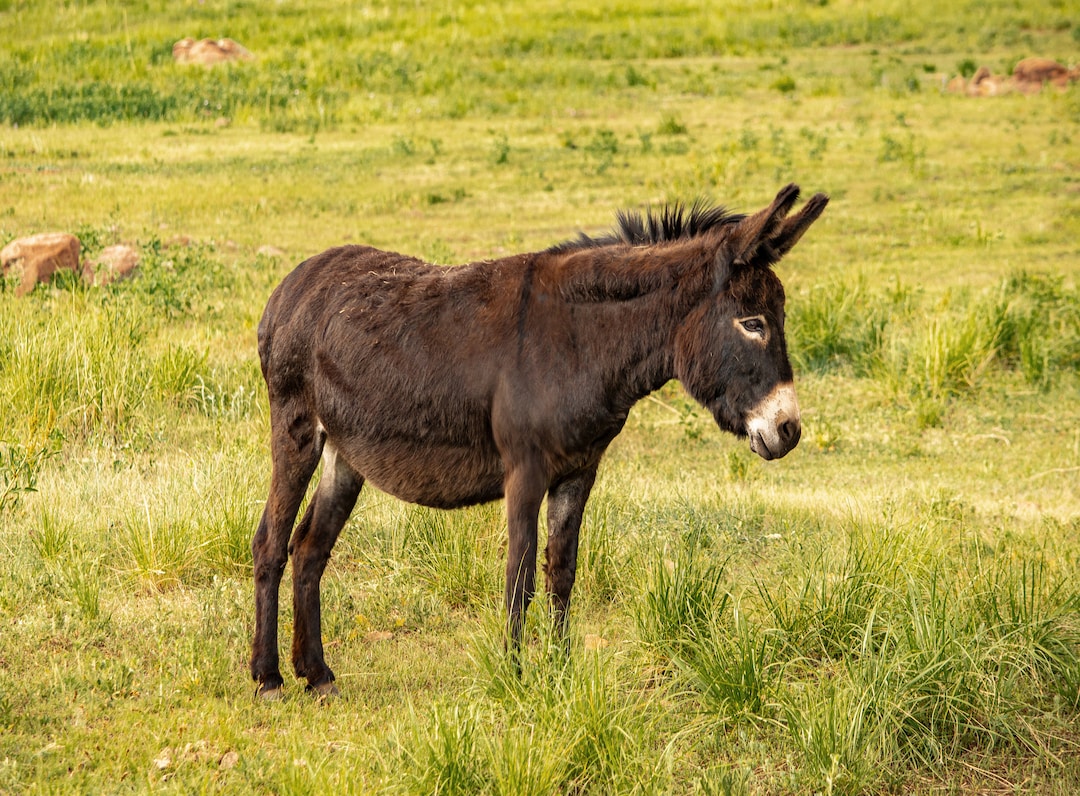 Donkey, Rustic Donkey Print, Colorado Donkeys, Donkey Photography ...