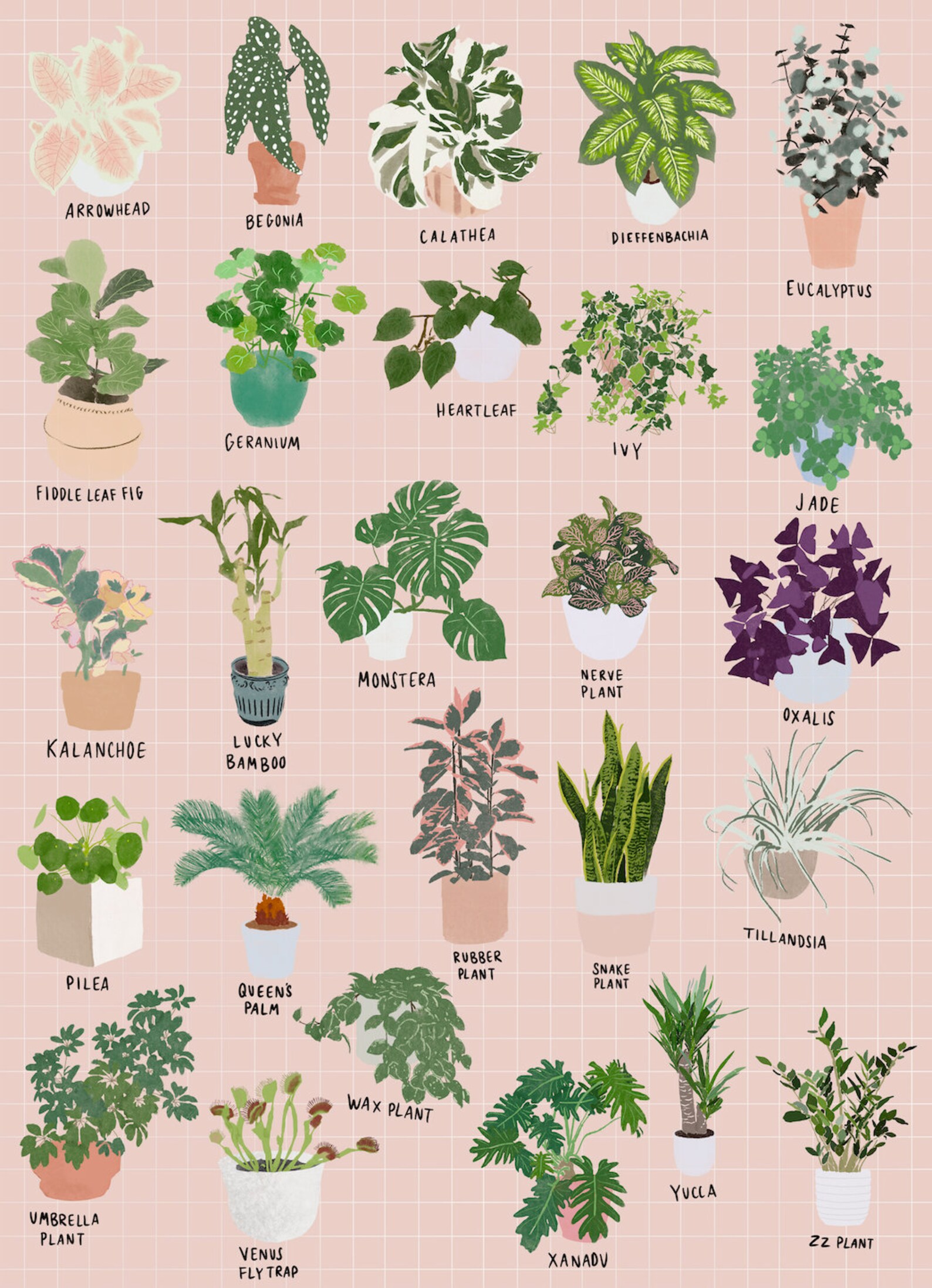 ABCs of House Plants | Etsy