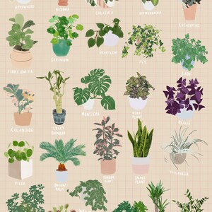 ABCs of House Plants | Etsy