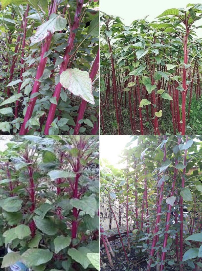 Stem Amaranth Seeds Indian Bangladeshi Data Denga Dugi | Etsy UK