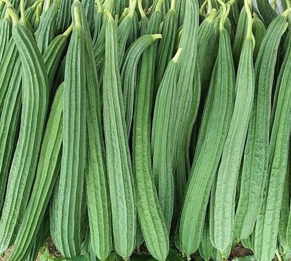 10 Seeds / Ridge Gourd / Luffa / Jhinga / Tori / Indian - Etsy