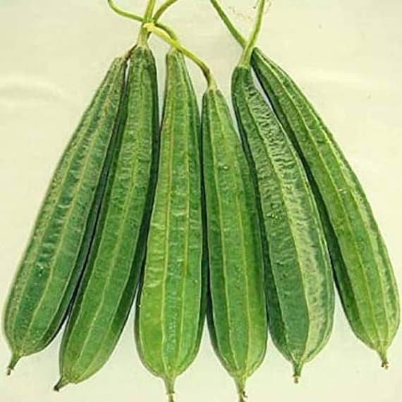 10 Seeds / Ridge Gourd / Luffa / Jhinga / Tori / Indian | Etsy