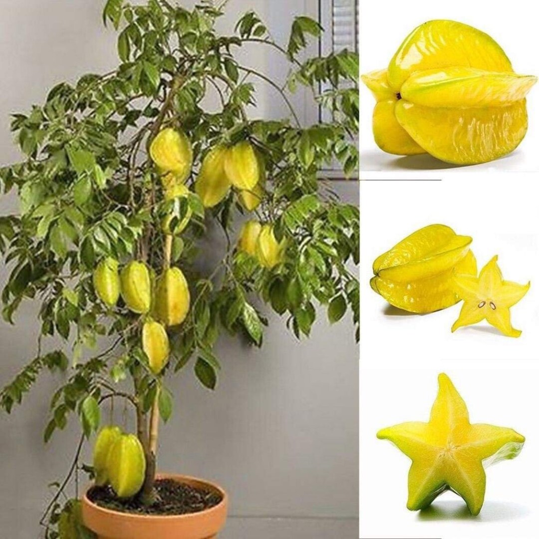 Star Fruit Plant Seeds Starfruit Seeds Indian Bangladeshi Kamranga ...
