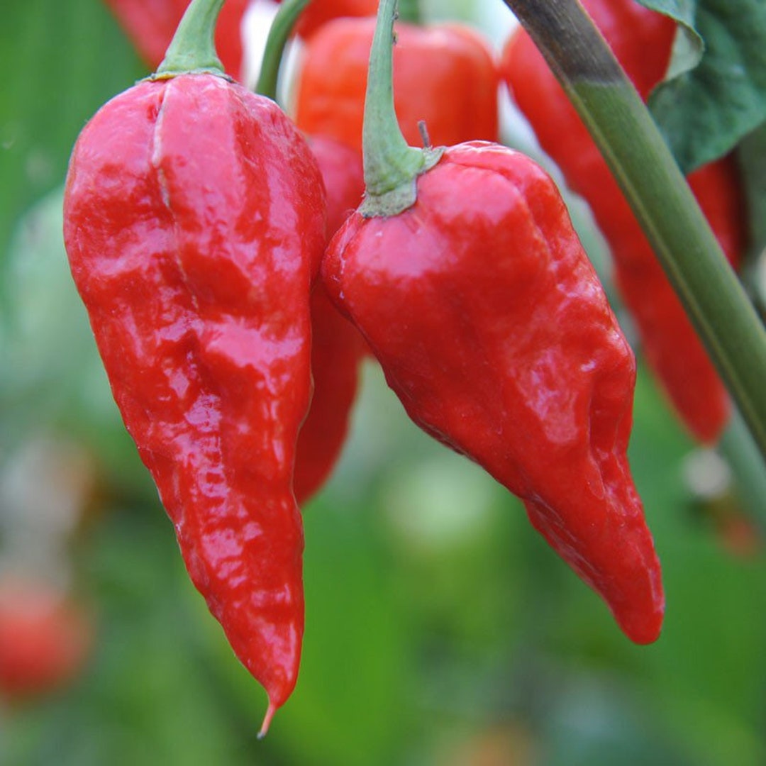 Hot Naga Chilli Seeds Ghost Pepper Hot Naga Chilli Pepper - Etsy UK