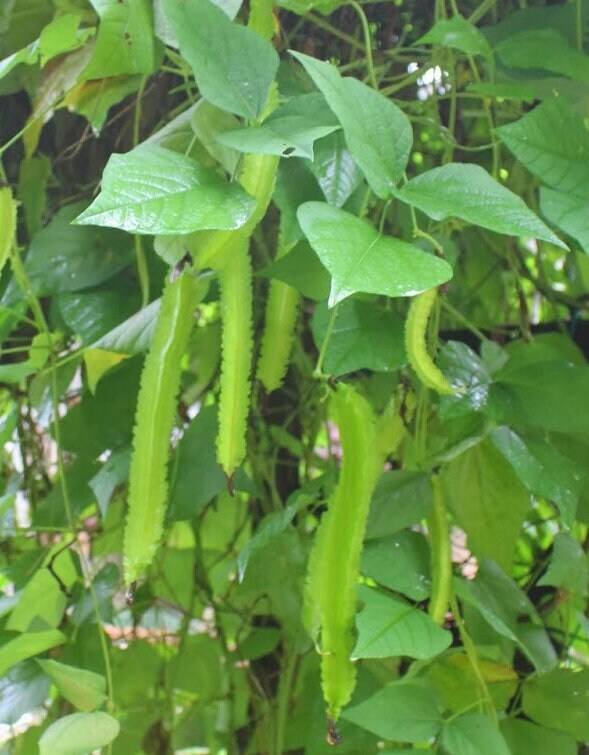 5 Seeds WINGED BEAN Goa Bean Four Angled Bean Dragon Bean - Etsy UK