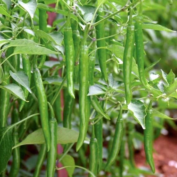 Indian Green Chilli Plant