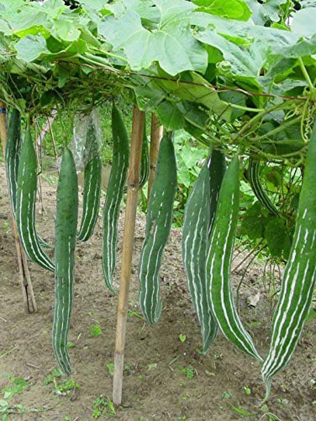 10 Seeds SNAKE GOURD Kohi, Chichinga Indian Bangladeshi Vegetable Seeds ...