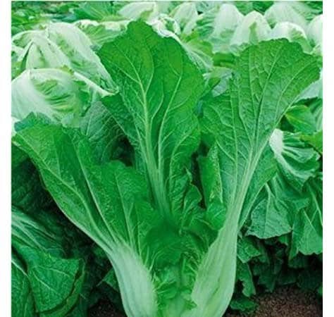 MUSTARD All Season Leaf Mustard, Big Leaf, Indian Bangladeshi Sarson ...