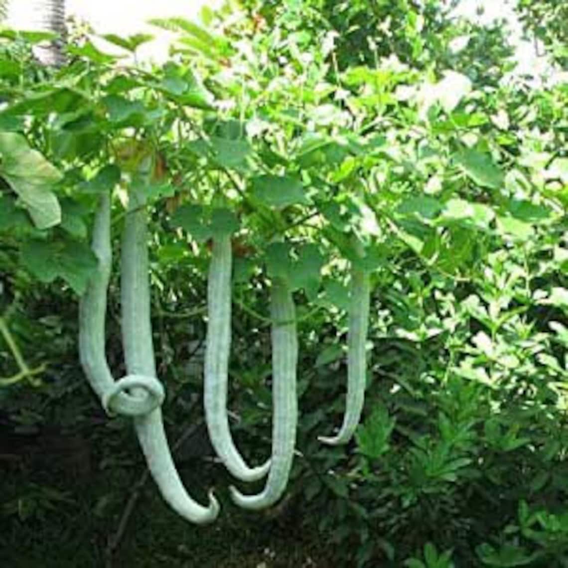 10 Seeds Indian Long SNAKE GOURD Padval Padwal | Etsy