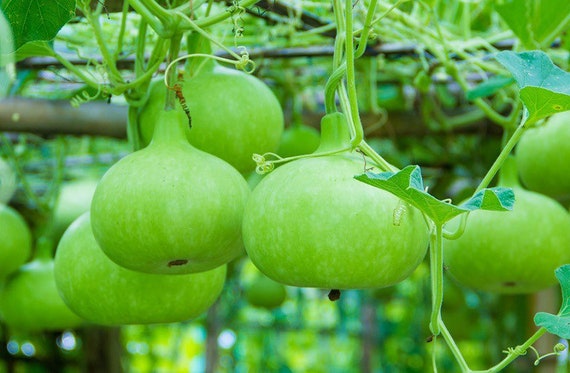 Green Round Gourds