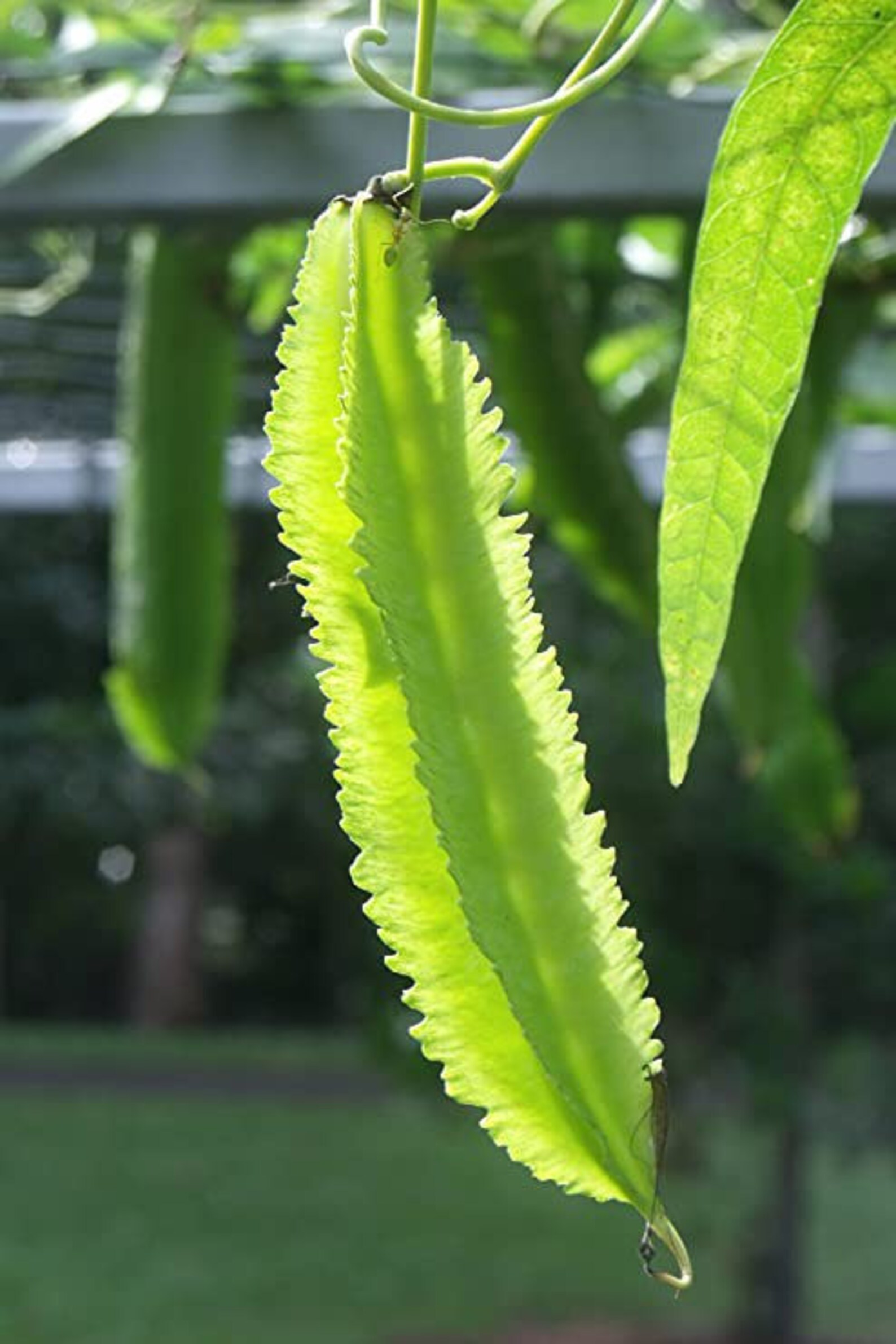 5 Seeds WINGED BEAN Goa Bean Four Angled Bean Dragon Bean - Etsy UK