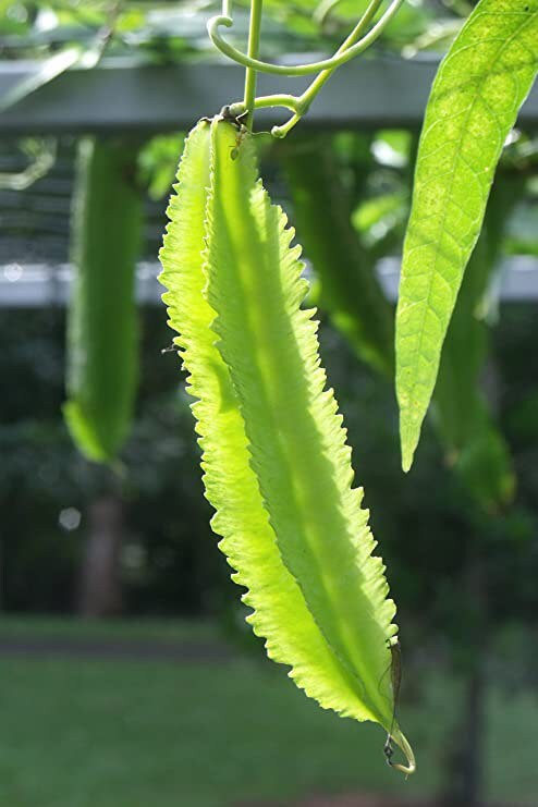 5 Seeds WINGED BEAN Goa Bean Four Angled Bean Dragon Bean - Etsy UK