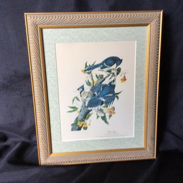 Blue Jay Print - Etsy