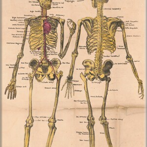 3.5" Magnet - Skeleton Anatomical Plates - Reproduction of Anatomical ...